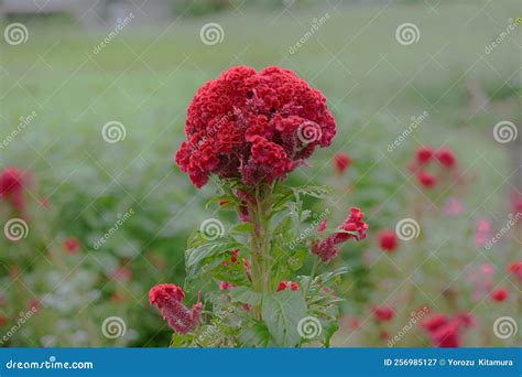 Plumed Cockscomb Celosia Argentea Flowers Stock Image Image Of