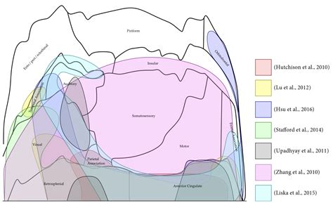 The Anatomical And Functional Evolution Of The Default Mode Network Cambridge Journal Of Human