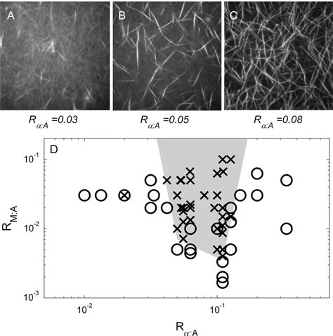 Figure 2 From A Quantitative Analysis Of Contractility In Active Cytoskeletal Protein Networks