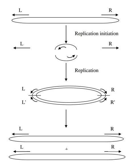 Linear Plasmids A Hidden Gem In Biotechnology Md Abid Hassan Posted
