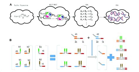 Arithmetical Operations Are Executed By Dsd Reactions A Mathematical