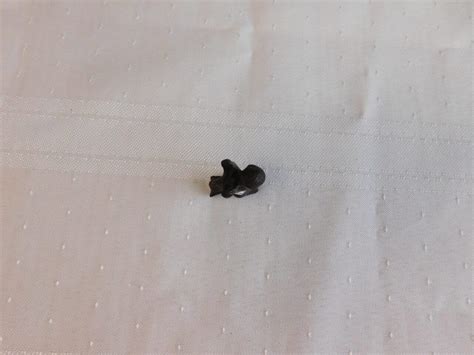 Turtle Vertebra Fossil Fossils And Artifacts For Sale Paleo Enterprises