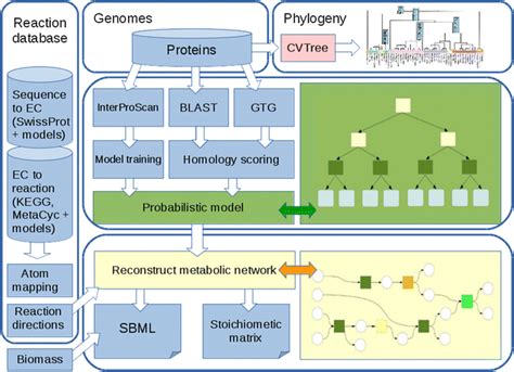 coreco metabolic model reconstruction pipeline the algorithm has three download scientific