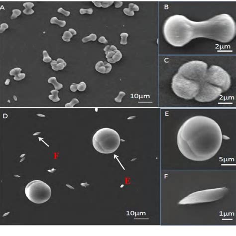 Pdf Control Of Caco3 Crystal Growth By The Acidic Proteinaceous Fraction Of Calcifying Marine