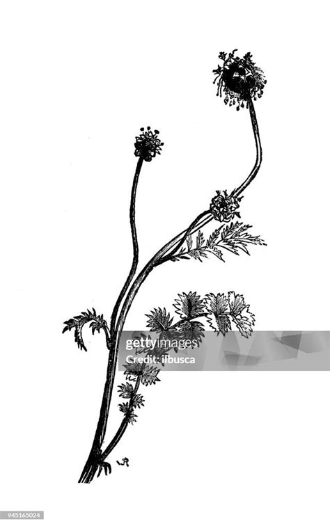 Botany Plants Antique Engraving Illustration Poterium Sanguisorba High