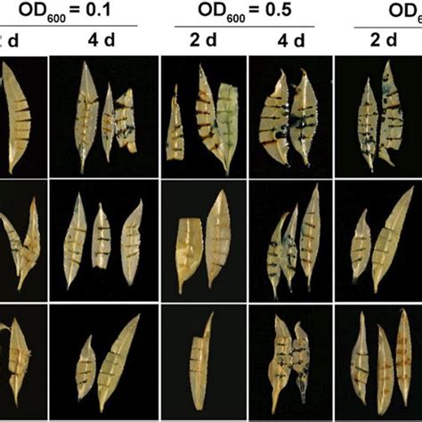 Effects Of Agrobacterium Strains Concentration Of Cell Suspensions