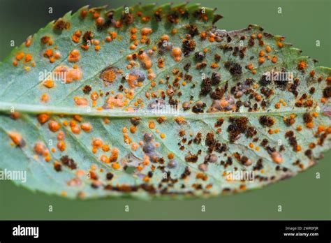 Rose Rust Phragmidium Mucronatum Pustules Urediospores Teliospores Formed On The Lower Leaf
