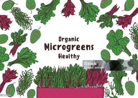 마이크로 그린 손으로 그린 벡터 그림 유기농 건강 식품 마이크로 그린 콩나물 좋은 영양 다양한 마이크로 그린 손으로 그린 디자인 건강한 라이프 스타일 포장 등을 위한 설계