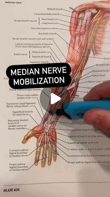Dr Tom Walters Dpt Ocs On Instagram 💥𝐌𝐞𝐝𝐢𝐚𝐧 𝐍𝐞𝐫𝐯𝐞💥 ——— 📚the Median Nerve Begins At The Neck