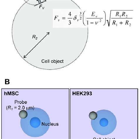 Typical Force Distance Curves Obtained From The Afm Indentation Download Scientific Diagram