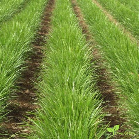 Buy Grass Seeds Online Premium Collection For Your Lawn Seed World