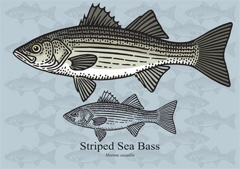 Striped Bass Size To Weight Chart At Elijah Octoman Blog