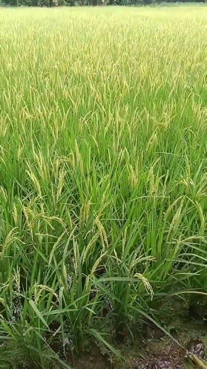 কতই না সুন্দর বাংলাদেশ সবুজ শ্যামল Youtube