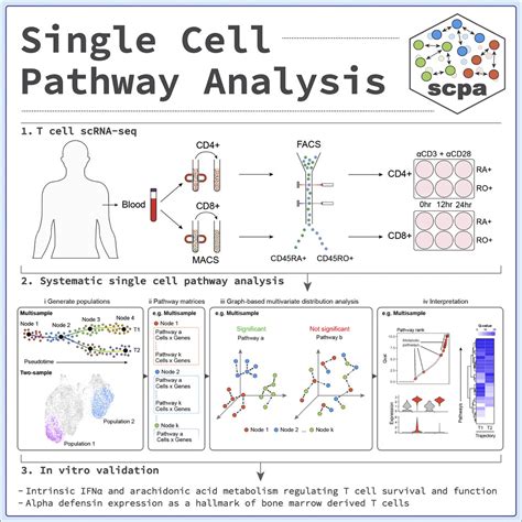 Systematic Single Cell Pathway Analysis To Characterize Early T Cell Activation Cell Reports
