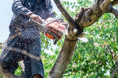 5 Tips And Tricks For Tree Trimming