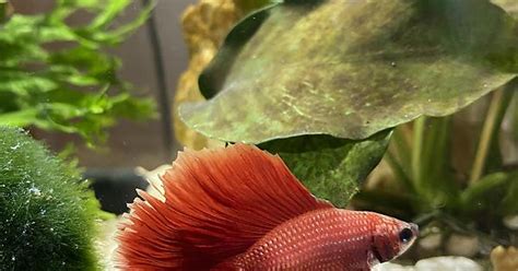 Fin Rot Album On Imgur