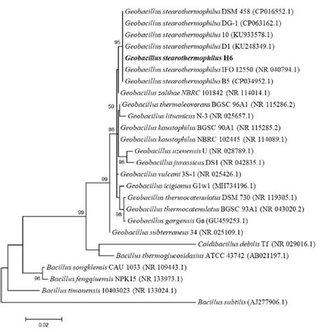 Phylogenetic Tree Of The 16s Rrna Gene Sequence Based On Maximum