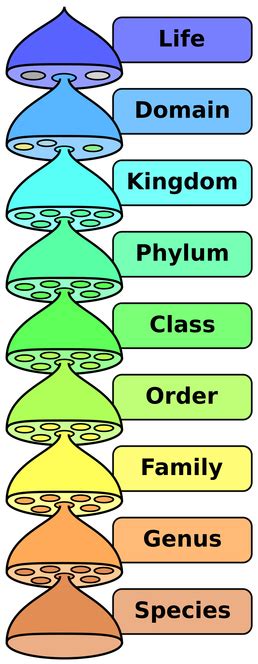 Taxonomy Classification Ap Biology Portfolio