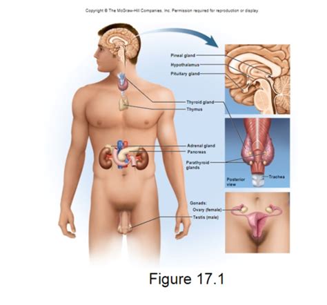 Chapter Endocrine System Flashcards Quizlet