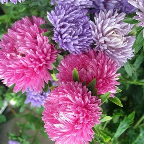 200 Au Seeds Aster Giant Princess Mix Easy Cottage Garden Flowers