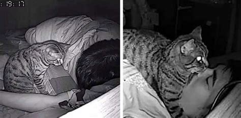 Rapaz Instala C Mera Escondida No Quarto Para Ver O Que Seu Gato Apronta Enquanto Ele Dorme