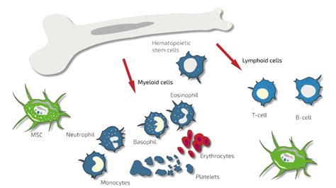Bone Marrow Concentrate Bmc Anova Irm Germany