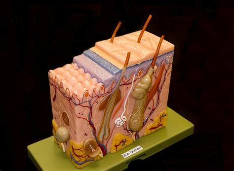 Integumentary System Lab Diagram Quizlet