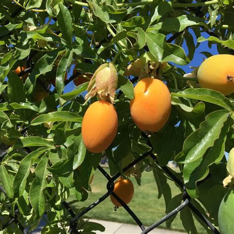 Passion Fruit Gold Nugget Fruit Trees Buy Now