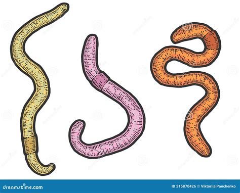 Set Three Earthworm Sketch Scratch Board Imitation Color Vector