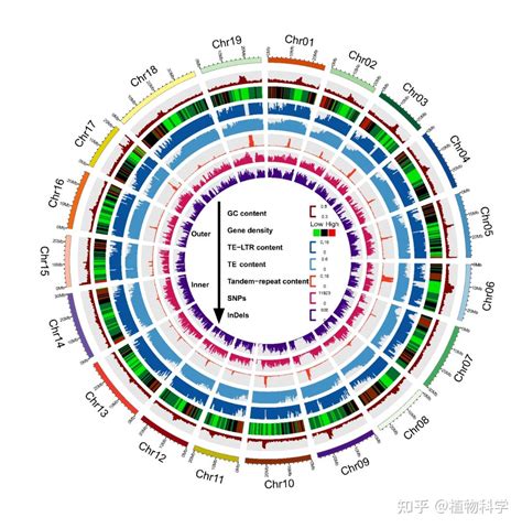 西北农林科技大学组装感病葡萄汤普森无核t2t基因组 知乎