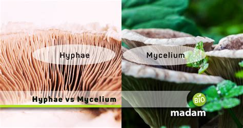 Difference Between Hyphae And Mycelium Biomadam