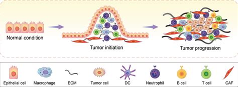 肿瘤免疫微环境相关研究介绍