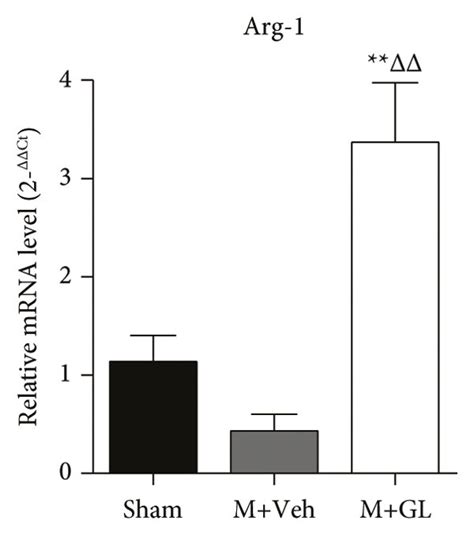 Effects Of Gl On The Mrna Levels Of Microglia Phenotype Markers After Download Scientific