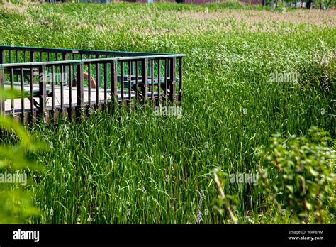 Grass In Swamp Hi Res Stock Photography And Images Alamy