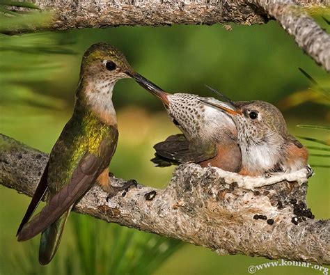 Hummingbird Eggs Babies