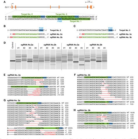 Figure 1 From Targeted Mutagenesis Using Crispr Cas System In Medaka Semantic Scholar