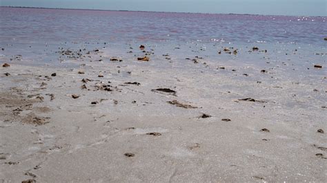 분홍색 소금 바다 소금 미세한 단세포 조류로 만든 미생물은 여름에 박테리아에 의해 재배 된 베타 카라틴 미네랄을 분비합니다 0명에 대한 스톡 사진 및 기타 이미지 Istock