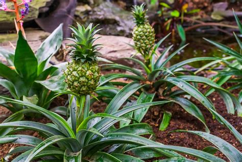 How Long Does It Take To Grow A Pineapple
