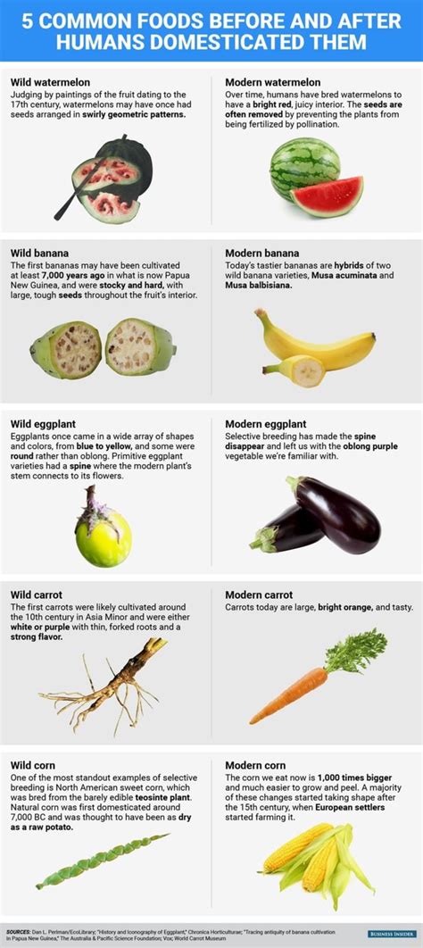 5 Common Foods Before And After Humans Domesticated Them Wild