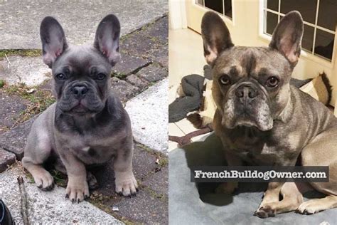 What Is French For Ears At Herbert Hamilton Blog