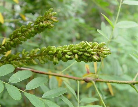 Amorpha Fruticosa False Indigo Bush Go Botany
