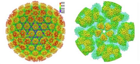 Structural Research Of Herpesviridae Creative Biostructure