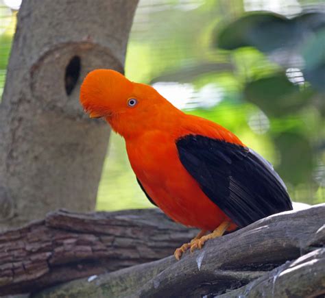 Pictures And Information On Andean Cock Of The Rock