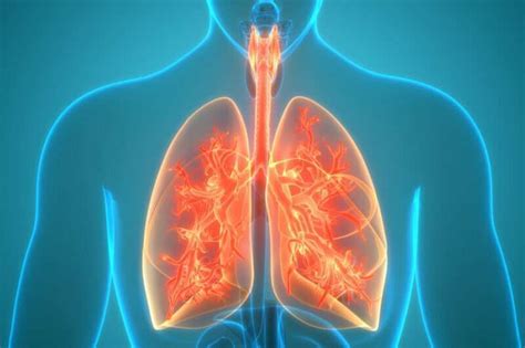 The Respiratory Microbiome What You Need To Know