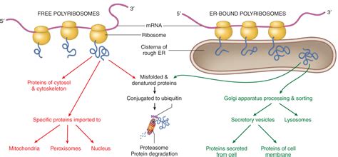 Protein Targeting Vesicular Transport Molecular Biology