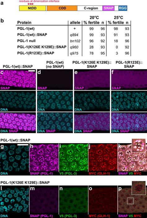 Ntdd Dimerization Is Critical For Fertility And P Granule Formation In Download Scientific
