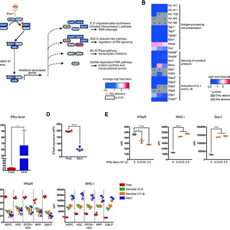 Adult Hspcs Have A More Diverse Proteome Than Fetal Hspcs A Workflow Download Scientific