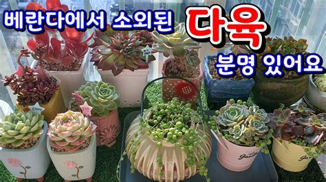 분명 이쁜 다육인데 관리 안된 다육 찾아서 정리해주기콩란초콜렛금 Youtube