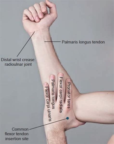 Visual Guide To Forearm Flexors Human Body Anatomy Human Anatomy And