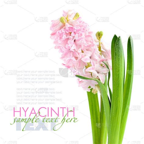 白色背景上带露珠的粉红色风信子